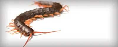 How a Centipede Survives its Own Species’ Venom | The Scientist