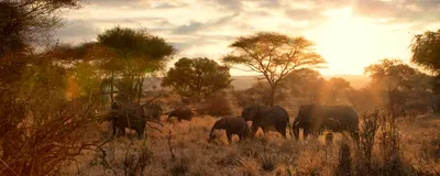 Herbivore Body Size Influences Grazing Behavior, Poop Quality | The ...