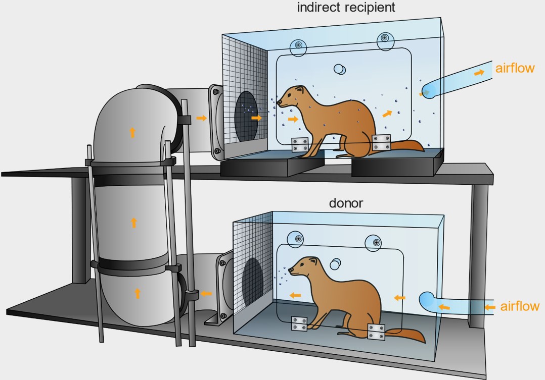 Ferret Study Reinforces Role of Aerosols in SARS-CoV-2 Spread | The ...