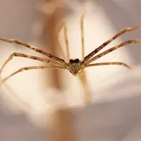 This Ogre-Faced Spider Can Hear Prey Through Its Legs | The Scientist