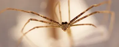 This Ogre-Faced Spider Can Hear Prey Through Its Legs | The Scientist