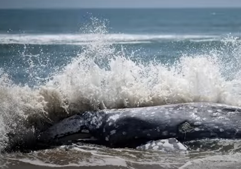 Whale of a Problem | The Scientist