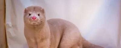 Denmark to Cull 17 Million Mink Amid SARS-CoV-2 Mutation Concerns | The ...