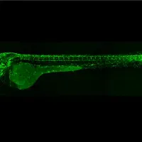 Model Organisms | The Scientist