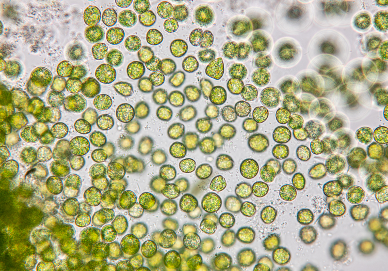 Giant Viruses Can Integrate into the Genomes of Their Hosts | The Scientist