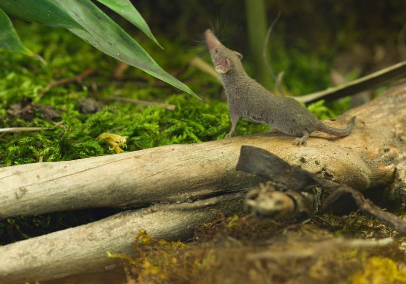 Shrew Brains Shrink During Winter | The Scientist