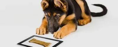 A Dog’s View of Optical Illusions | The Scientist