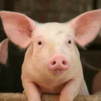 FDA Clears Genetic Modification in Pigs for Biomedicine and Food | The ...