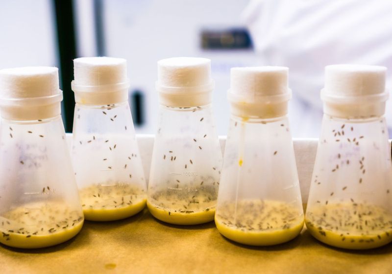 Insects Pass Antiviral Immunity to Offspring | The Scientist