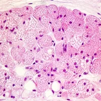 Adipose Tissue | The Scientist