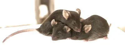 Mice Share Each Other’s Pain and Fear | The Scientist