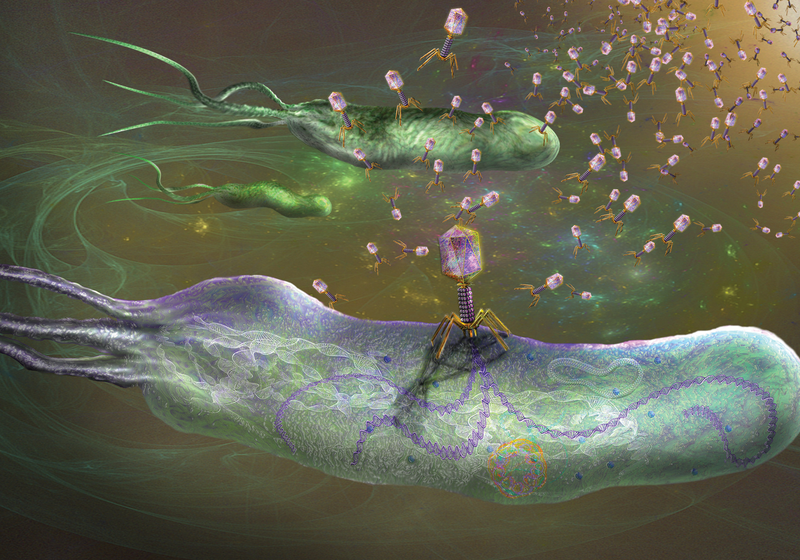 Are Phages Overlooked Mediators of Health and Disease? | The Scientist