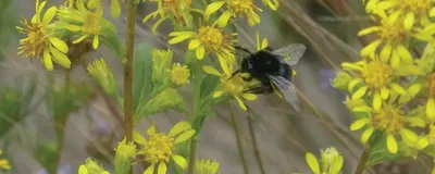 Insects Might Be More Sensitive to Radiation than Thought | The Scientist