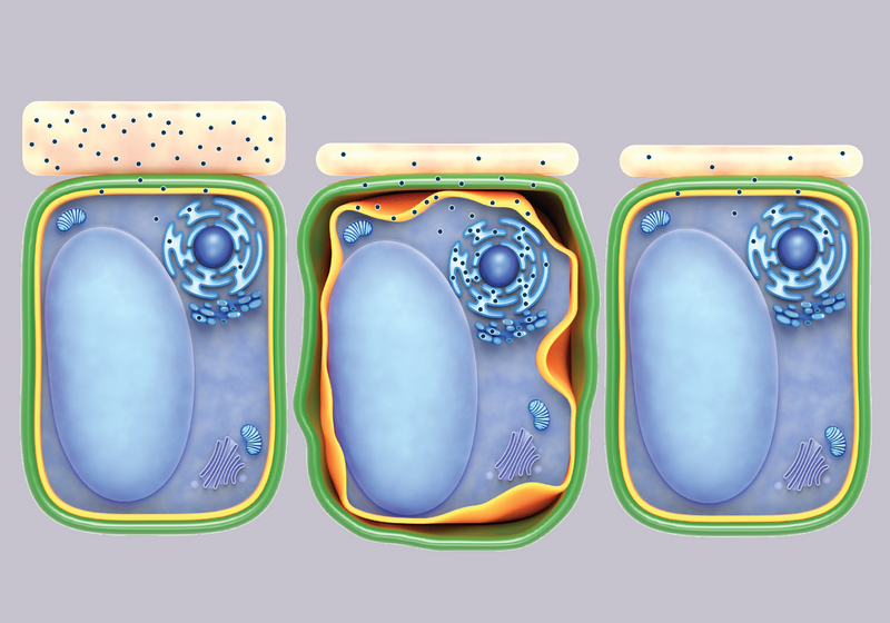 Infographic: A Plant Cell’s Cuticle Helps Regulate Toxic Chemical ...