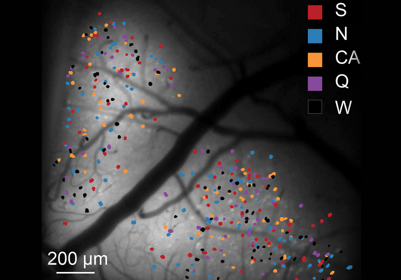 Neurons for Taste Loosely Distributed in Mouse Gustatory Cortex | The ...