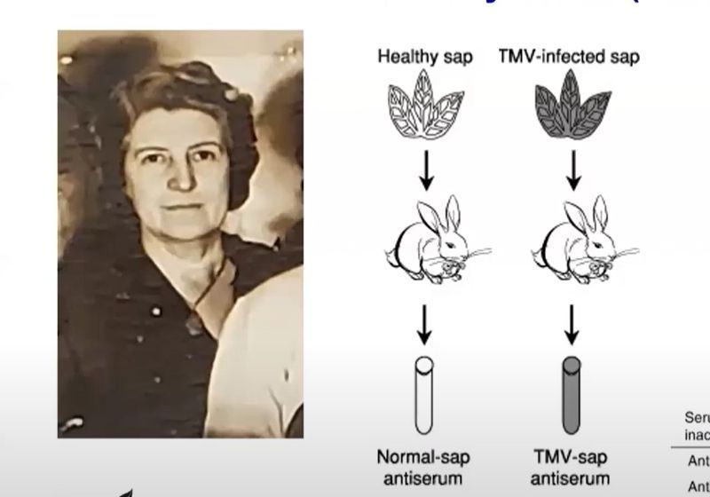 Celebrating Helen Purdy Beale | The Scientist