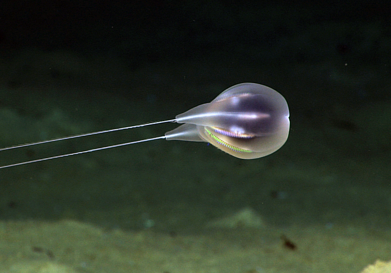 Deep-Sea Jelly Reignites Debate on Remote Species Identification | The ...