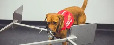 Watch a Trained Pup Detect Prostate Cancer From a Urine Sample | The ...