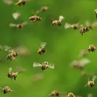 Slideshow: Watch Insects in Motion | The Scientist
