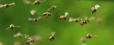 Slideshow: Watch Insects in Motion | The Scientist