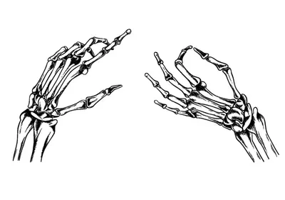 Australopithecus Afarensis | The Scientist