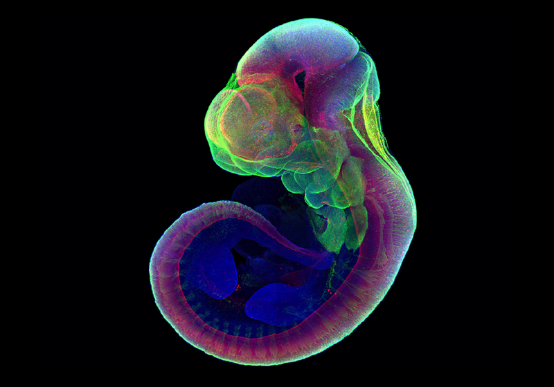 Lab-Grown Mouse Embryos Form Limbs and Organs | The Scientist