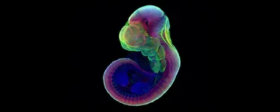 Lab-Grown Mouse Embryos Form Limbs and Organs | The Scientist
