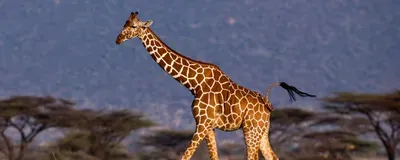 Genome Reveals Clues to Giraffes’ “Blatantly Strange” Body Shape | The ...