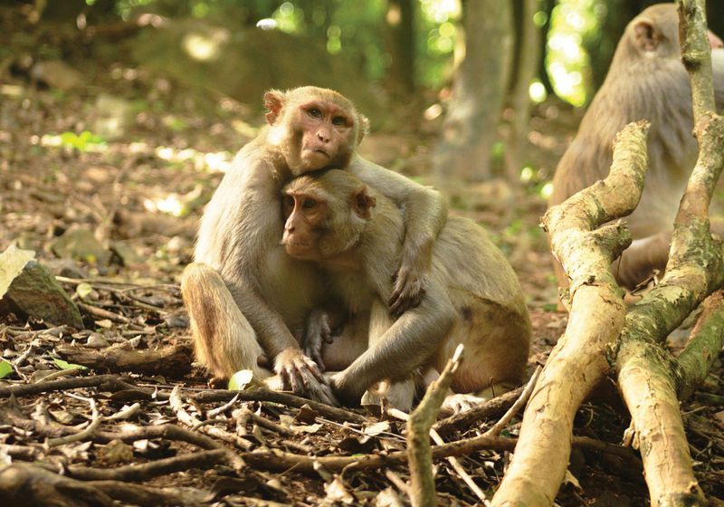 What a Video Game Can Reveal About Monkeys’ Minds | The Scientist