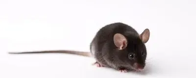 High Stress Hormone Levels Halt Mouse Fur Growth | The Scientist