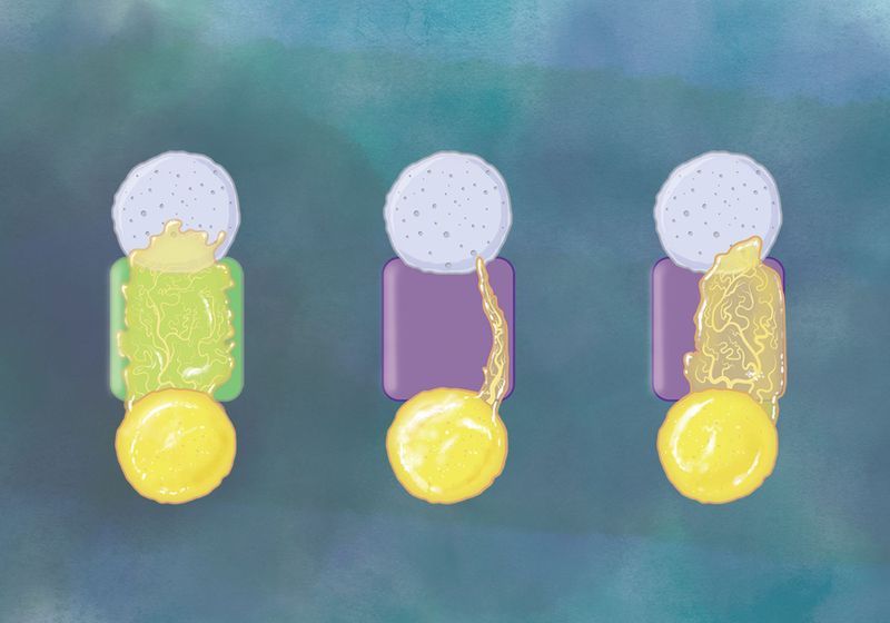 Infographic: Investigating Whether Single Cells Learn | The Scientist