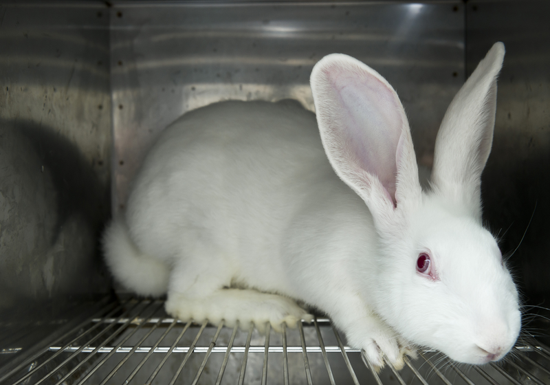 USDA Only Carries Out Partial Inspections of Some Animal Labs | The ...