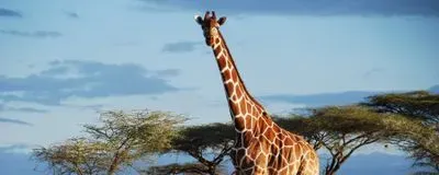 Whole-Genome Data Point to Four Species of Giraffe | The Scientist
