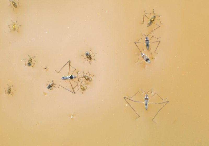 A Multipurpose Gene Facilitates the Evolution of an Animal Weapon | The ...