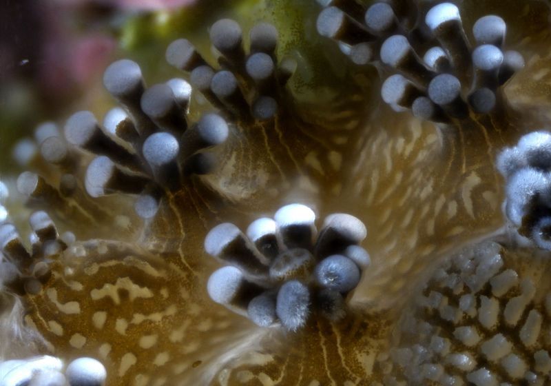Comprehensive Atlas of Reef-Building Coral’s Cells Created | The Scientist