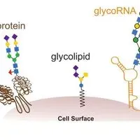 Newly Discovered Glycosylated RNA Is All Over Cells: Study | The Scientist