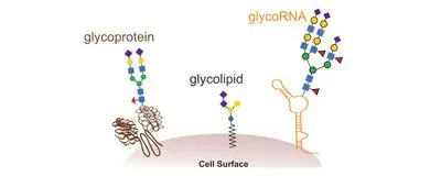 Newly Discovered Glycosylated RNA Is All Over Cells: Study | The Scientist