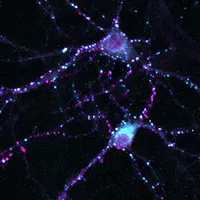 Hippocampus | The Scientist