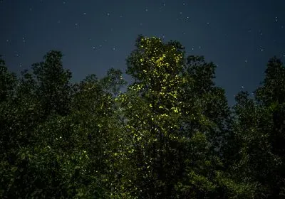 Light Pollution | The Scientist