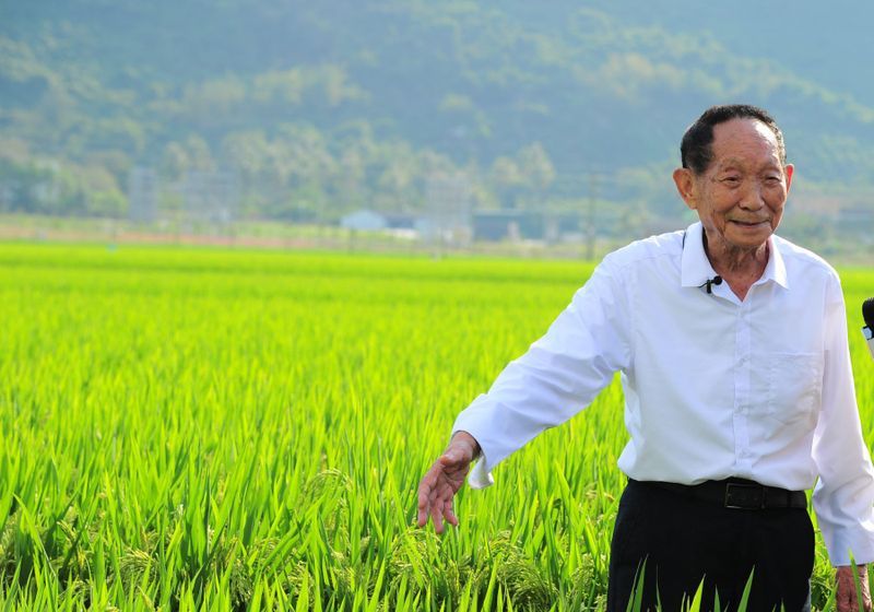 Hybrid Rice Developer Yuan Longping Dies at 90 | The Scientist