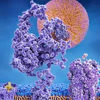 Membrane Proteins | The Scientist