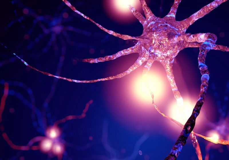 Opinion: The Overlooked Power of Inhibitory Neurons | The Scientist