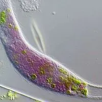 A Protist Hosts Both Green Algae and Purple Bacteria Symbionts | The ...