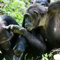 Culture | The Scientist