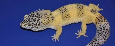 “Lemon Frost” Leopard Geckos’ Cancers Similar to Human Melanomas | The ...