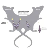 Study that Impregnated Male Rats Stirs Controversy | The Scientist