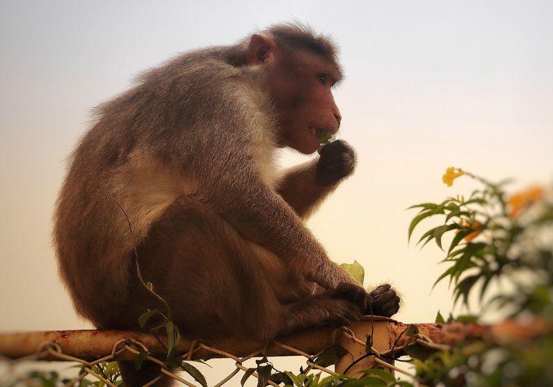 Stem Cell Transplant Treats Parkinson’s Disease in Monkeys | The Scientist