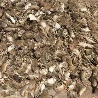 Mice Plague Eastern Australia in Record Numbers | The Scientist