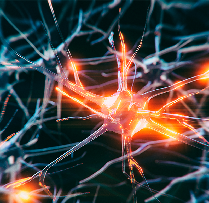 Neurons News, Articles | The Scientist Magazine®