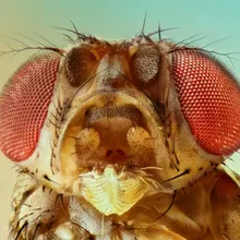 Fruit Fly Poop Smell